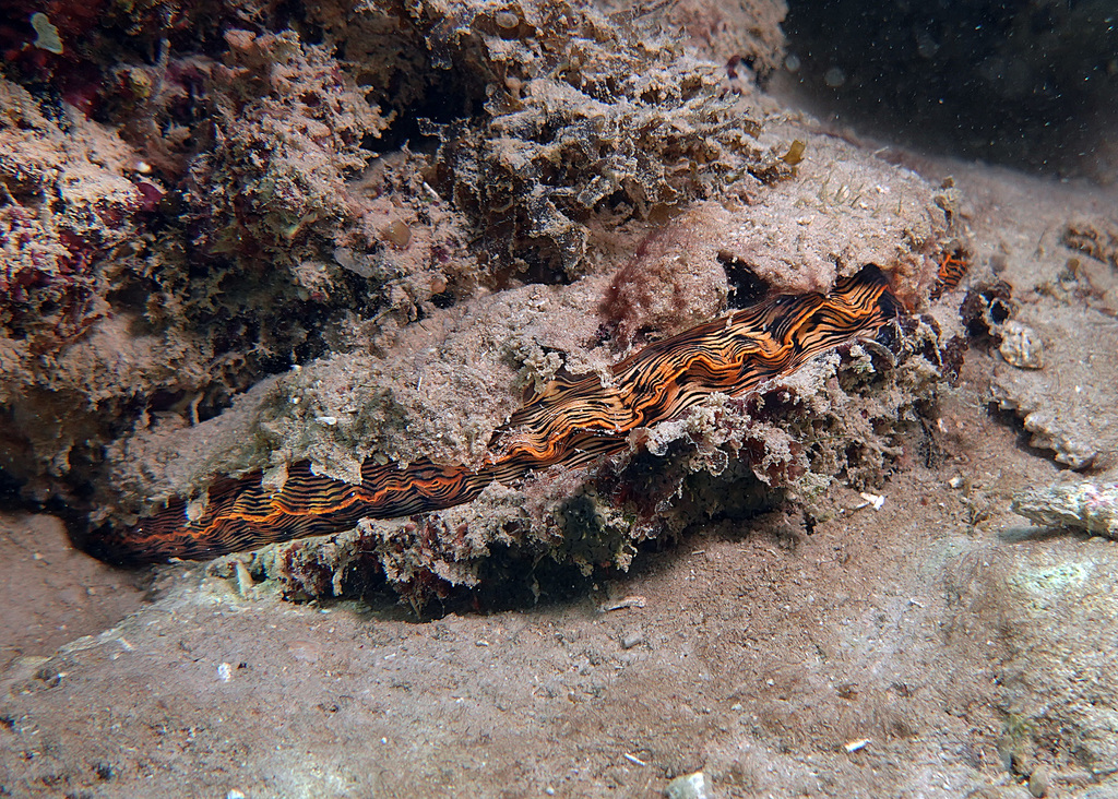 Flag Atrina from Tantabiddi, Exmouth, WA, Australia on June 2, 2023 at ...