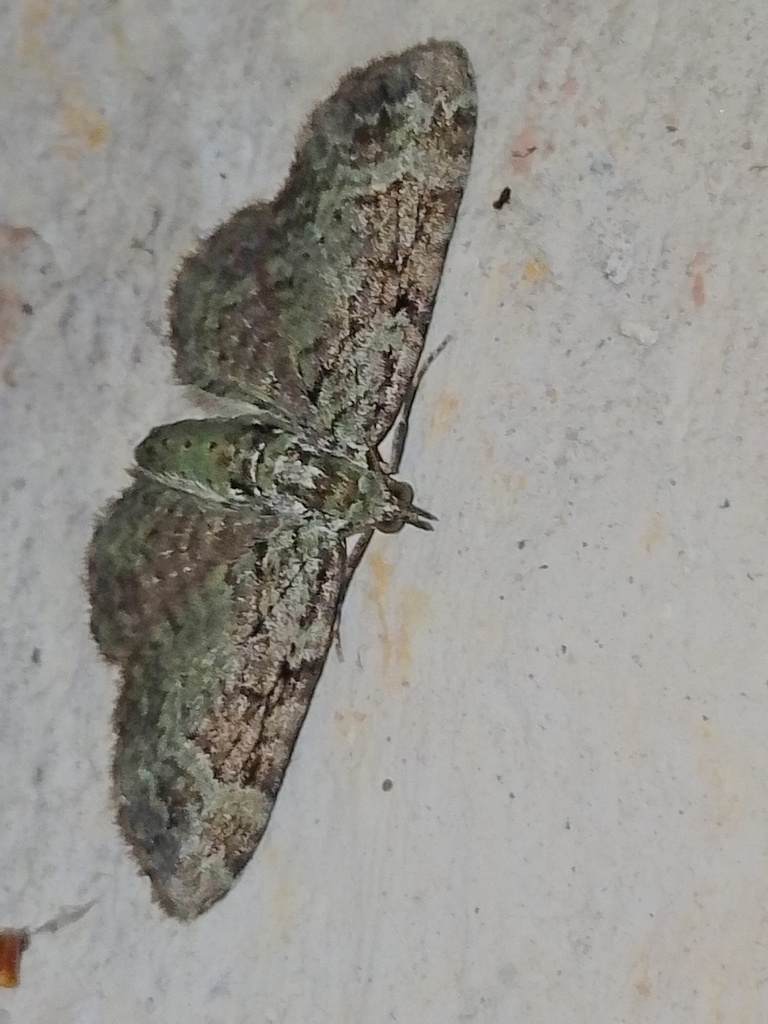 Green Pug from Себеж, Псковская обл., Россия on June 28, 2023 at 07:46 ...