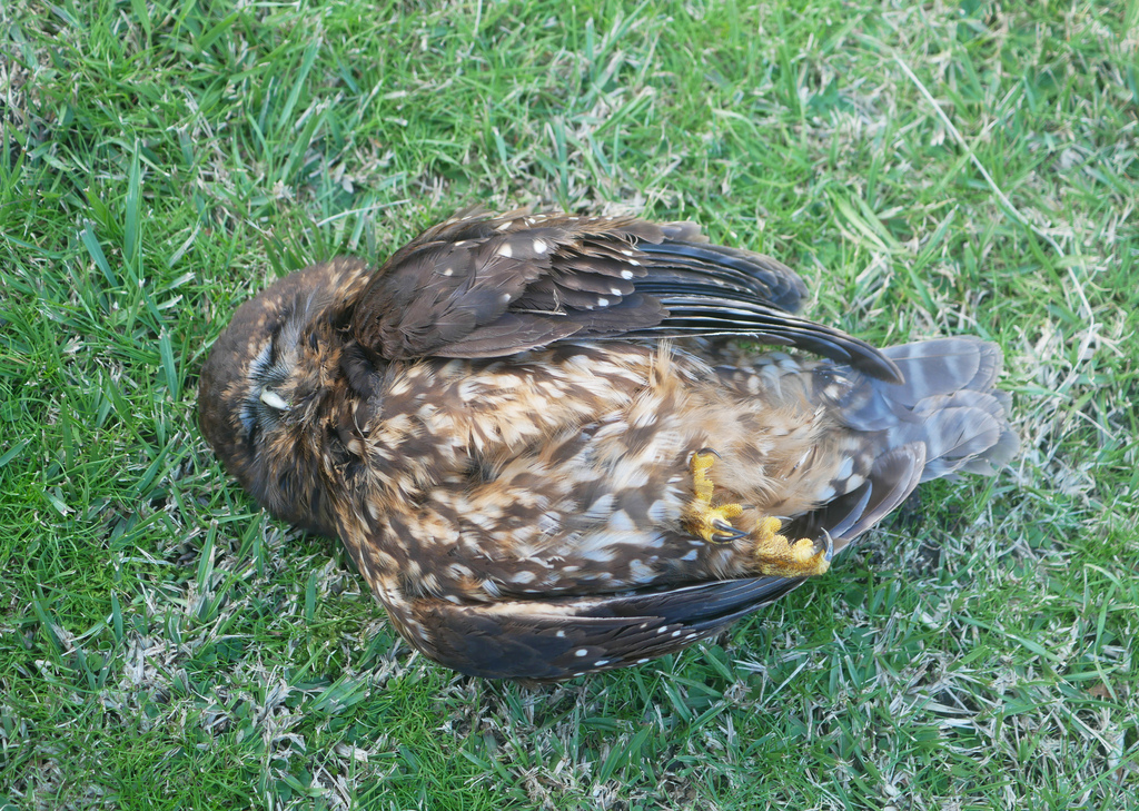 New Zealand Morepork from Havelock North, New Zealand on June 28, 2023 ...