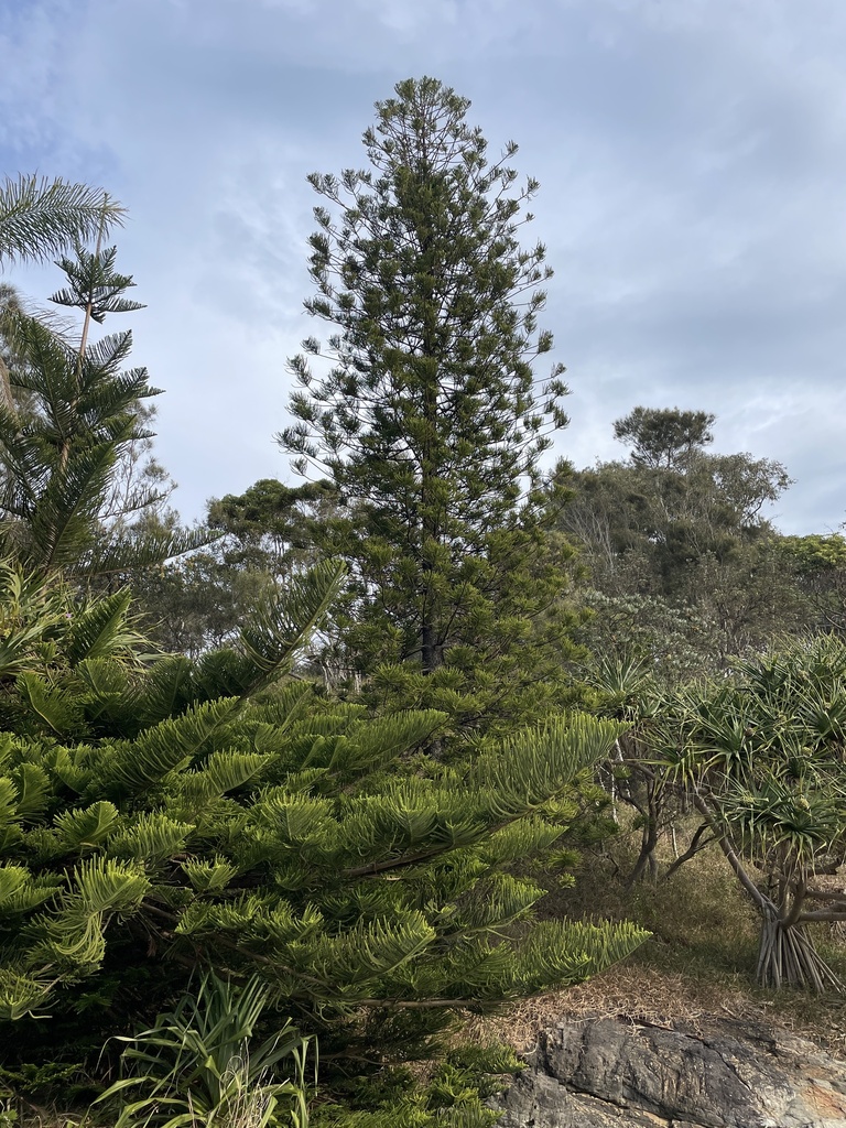 Cook pine from Sandy Beach Rd, Korora, NSW, AU on June 28, 2023 at 03: ...