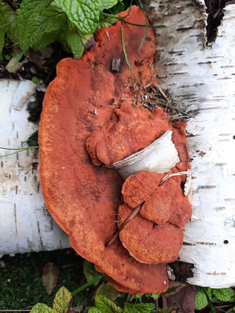 Southern Cinnabar Polypore in June 2023 by islaym. about 15 cm across ...