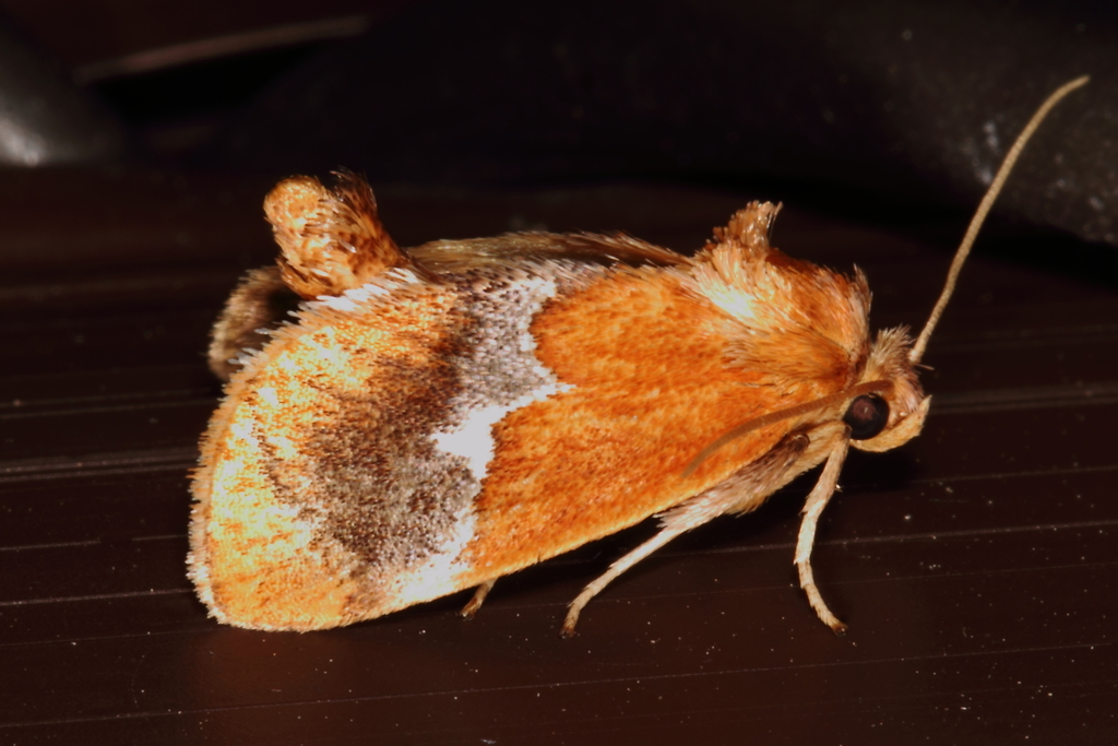 Yellow-shouldered Slug Moth (Lepidoptera of Harold Parker State Forest ...