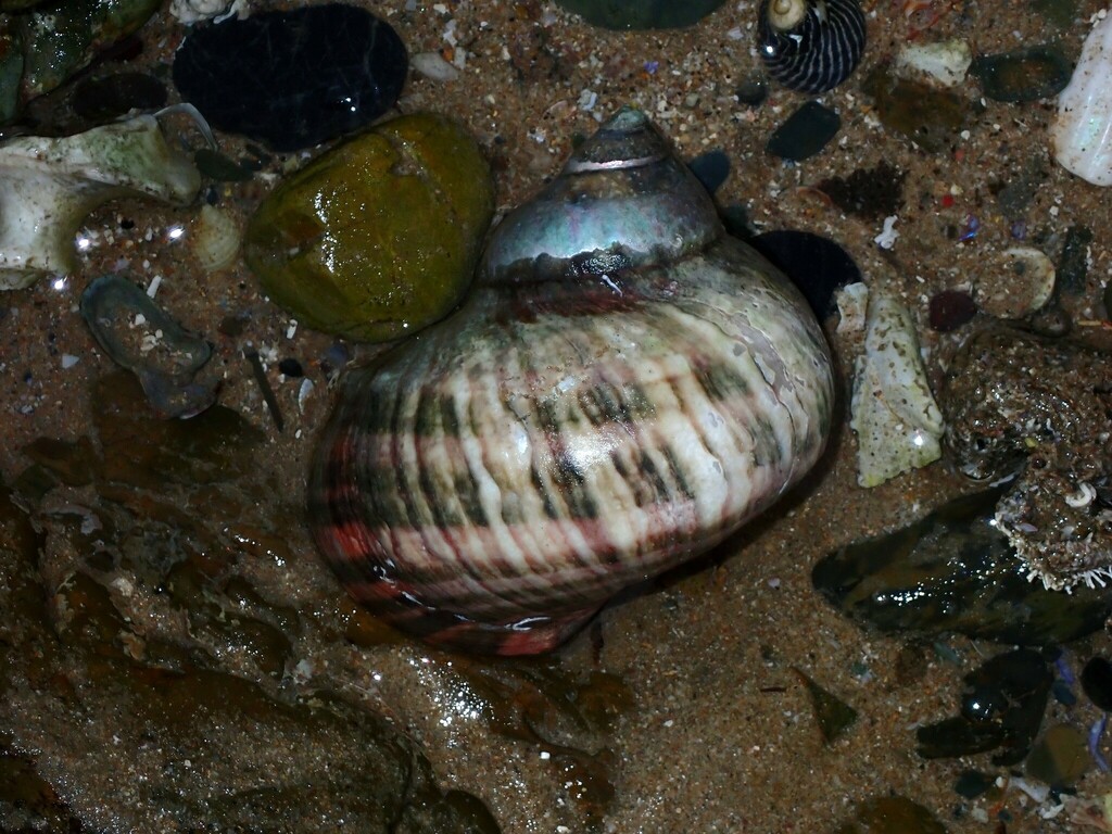 Military Turban from Mullaway Headland NSW 2456, Australia on June 28 ...