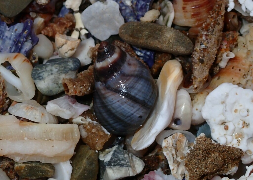 Little Blue Periwinkle from Mullaway Headland NSW 2456, Australia on ...