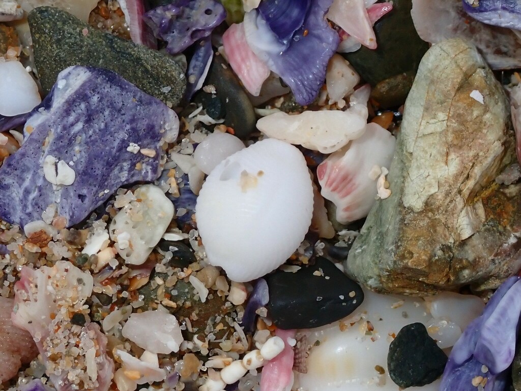 Rice Grain Bean Cowry from Mullaway Headland NSW 2456, Australia on ...