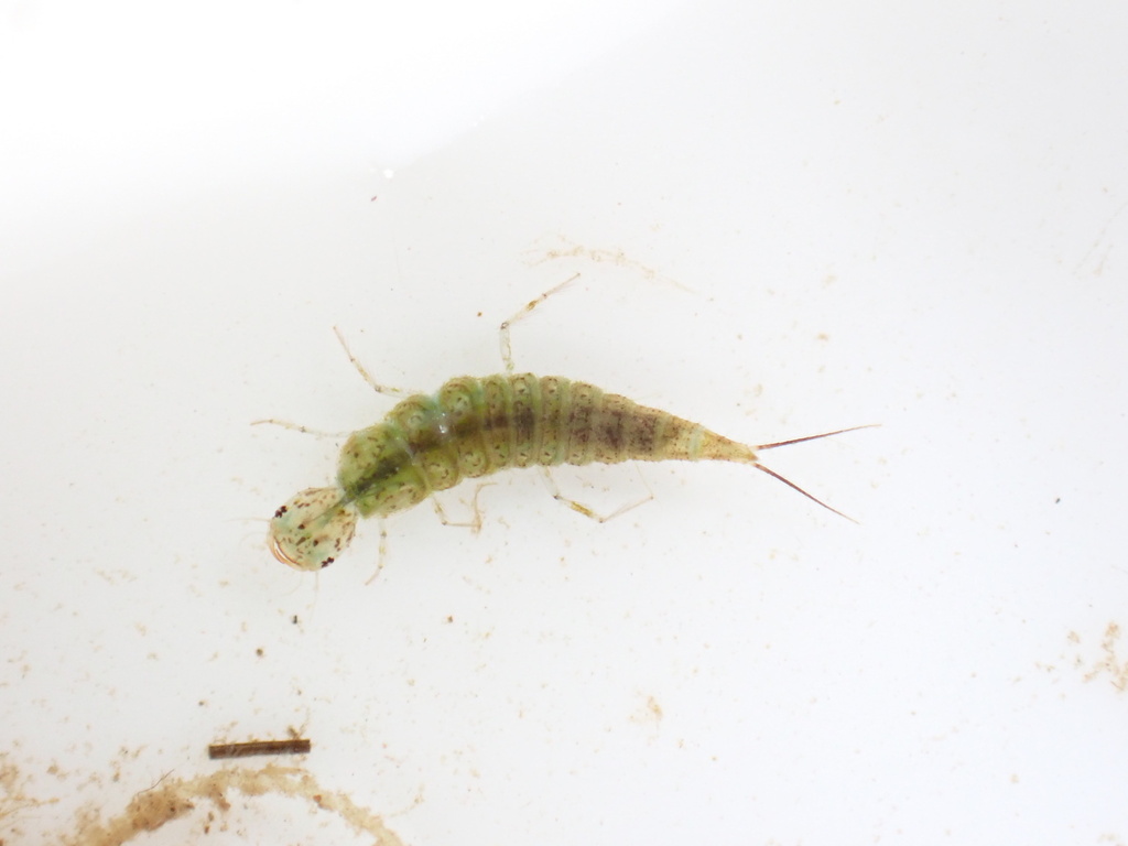 Laccophilus difficilis from Niiboryuya, Sado, Niigata, JP on June 9 ...