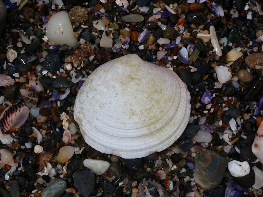 Codakia tigerina from Woolgoolga NSW 2456, Australia on June 28, 2023 ...