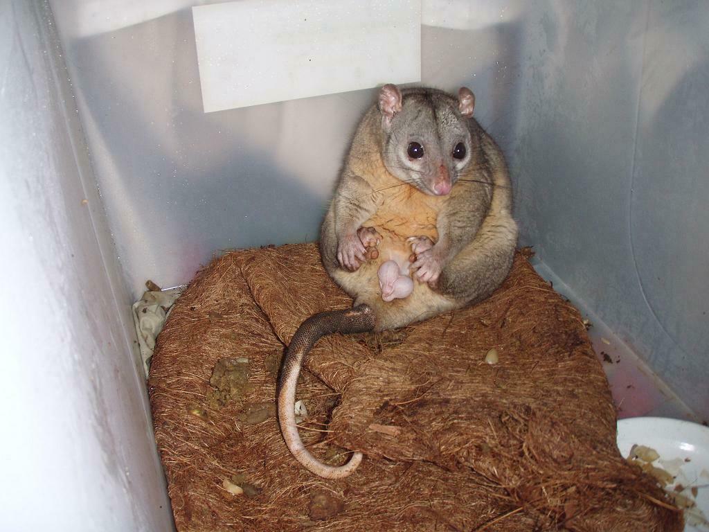Scaly-tailed Possum in May 2012 by Bob Mackenzie · iNaturalist