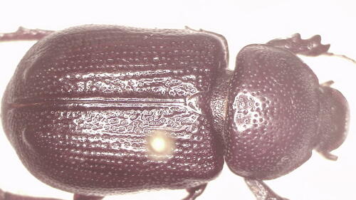 Cryptodus piceus · iNaturalist