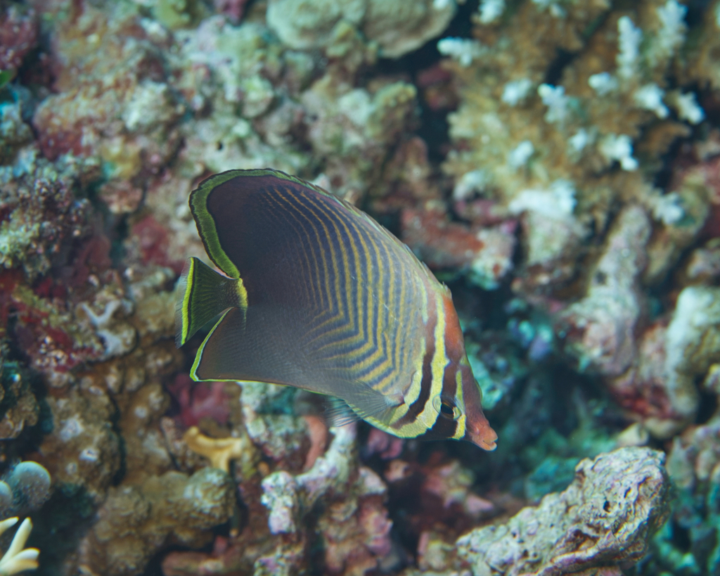 Eastern Triangle Butterflyfish from Jessie Beazley Reef, Philippines on ...
