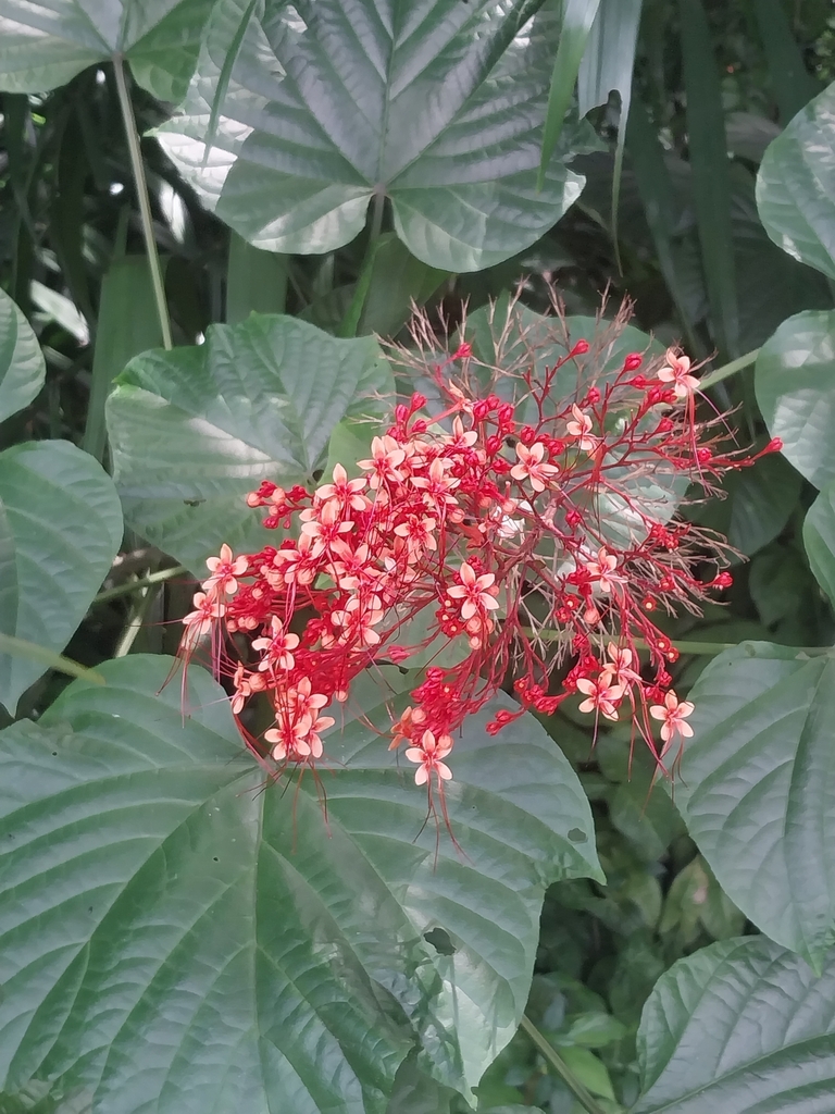 Pagoda Flower from GGMW+3FM, Panachikkad, Kerala 686533, India on June ...