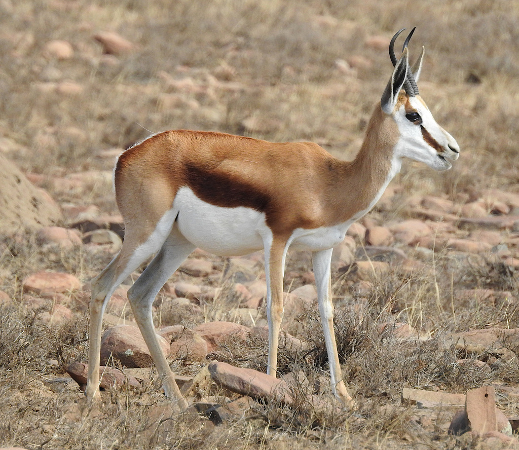 Karoo Springbok from Mountain Zebra NP, South Africa on November 30 ...