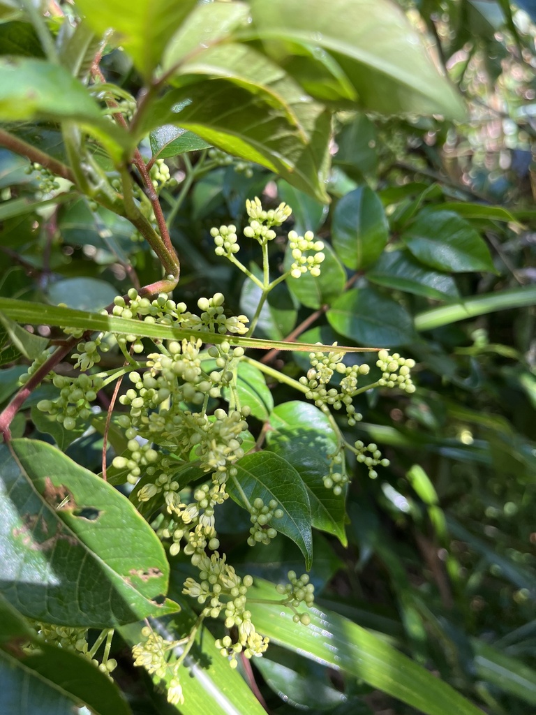 Tetradium ruticarpum from 臺灣島, 大同鄉, ILA, TW on June 24, 2023 at 07:52 ...