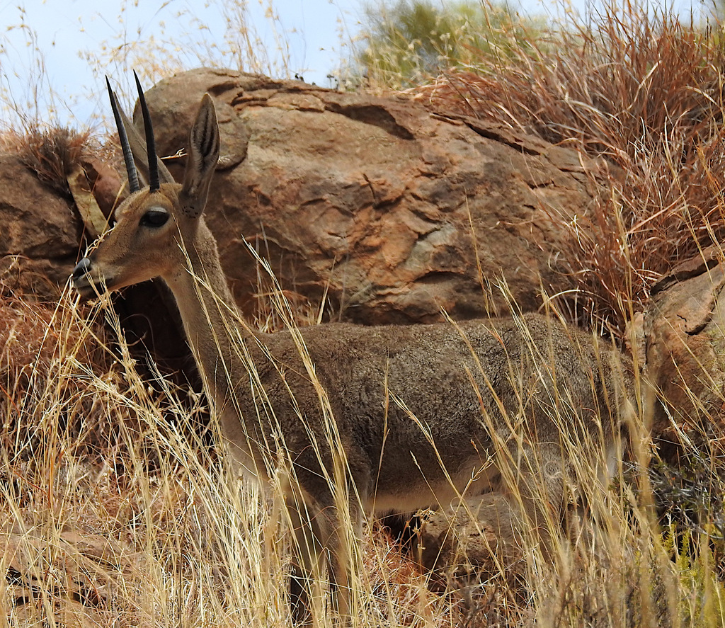 Grey Rhebok from Mount Zebra National Park, South Africa on November 30 ...