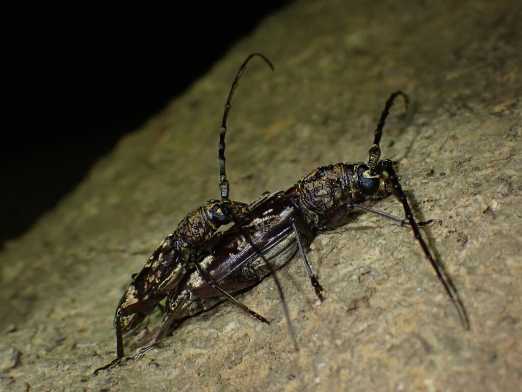 Trirachys from Sigiriya, Sri Lanka on June 13, 2023 at 10:58 PM by ...