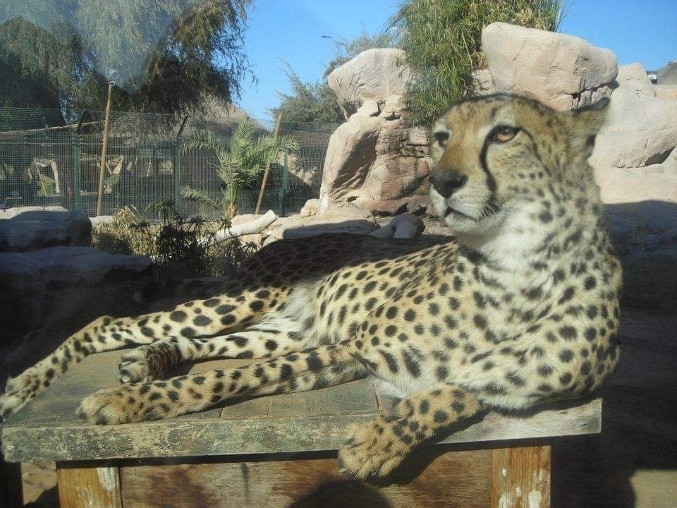 Cheetah in June 2023 by Sarah shaharyar · iNaturalist