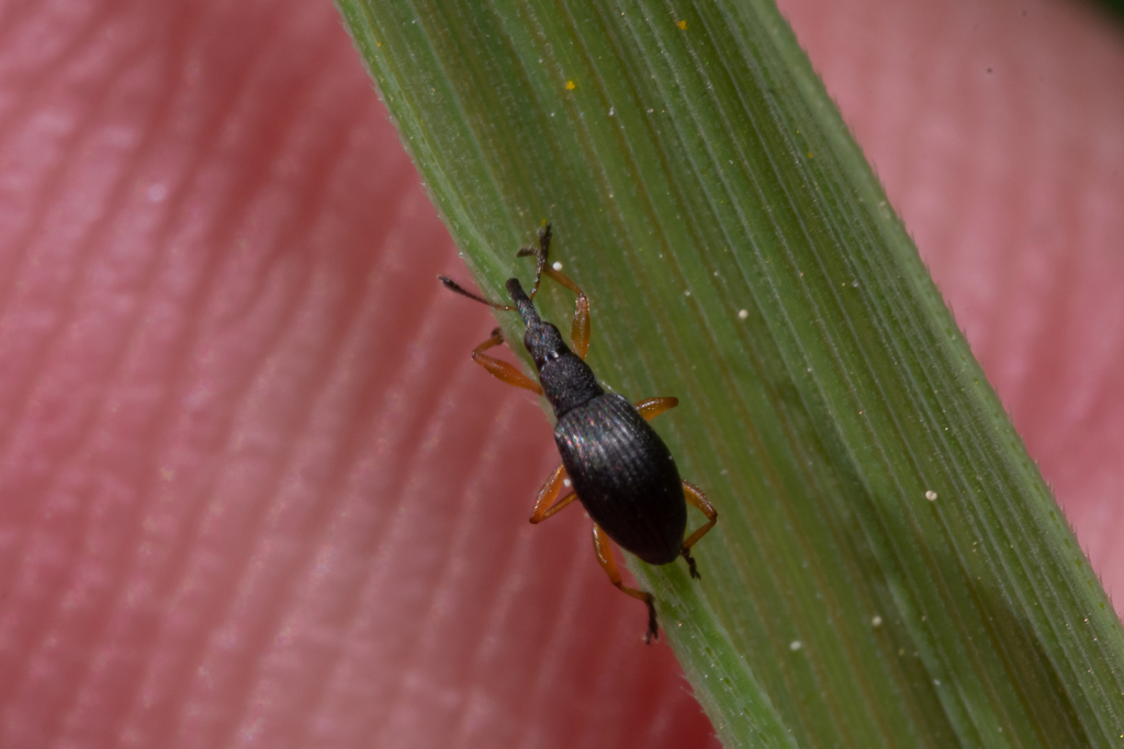 Protapion fulvipes from Рославльский р-н, Смоленская обл., Россия on ...