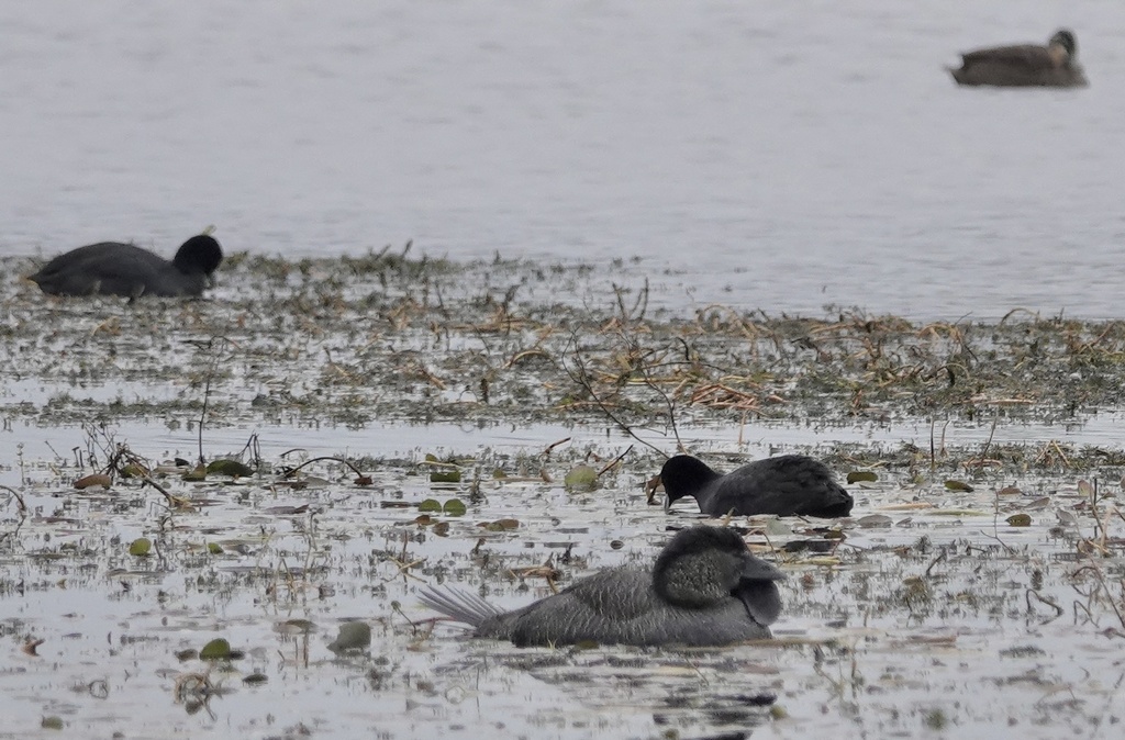 Musk Duck from Mullawallah Wetland, Cardigan, VIC, AU on June 28, 2023 ...