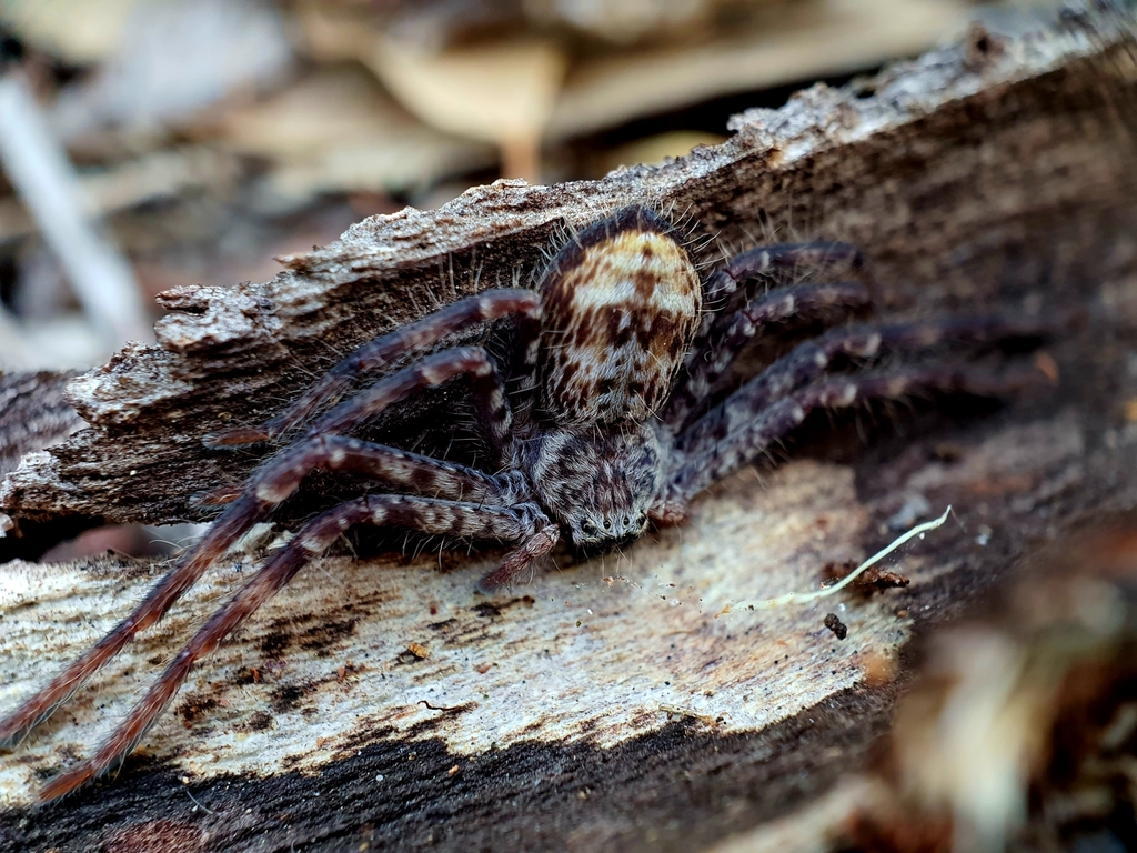 Banded Huntsman Spiders from Bunyaville Conservation Park on June 28 ...