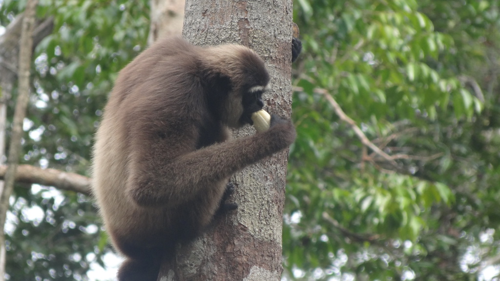 Bornean White-bearded Gibbon in January 2016 by Bibiana · iNaturalist