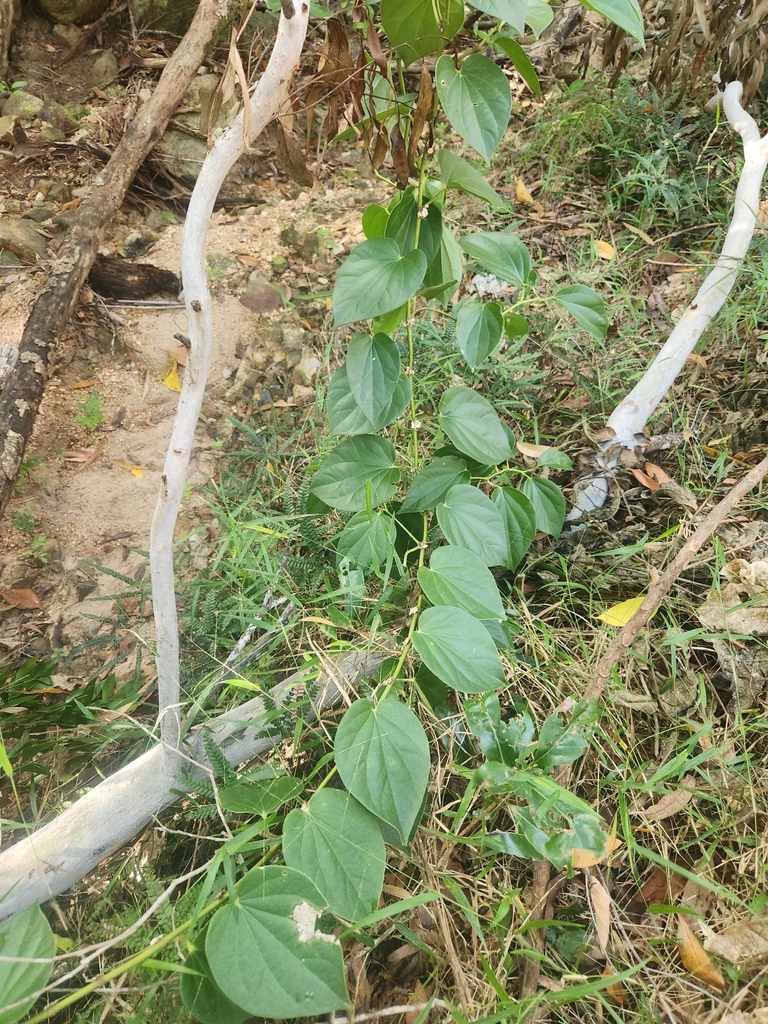Australian Pepper Vine from Byfield QLD 4703, Australia on June 19 ...