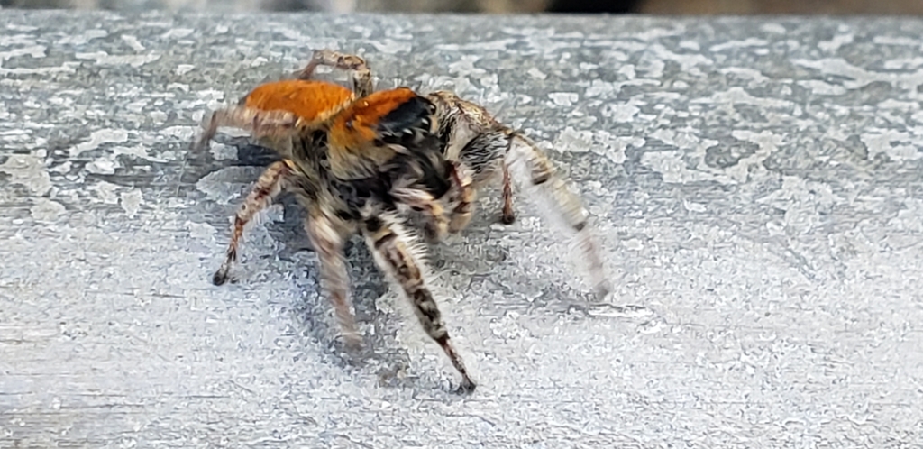 Whitman's Jumping Spider from Lyme, CT, USA on June 27, 2023 at 03:58 ...