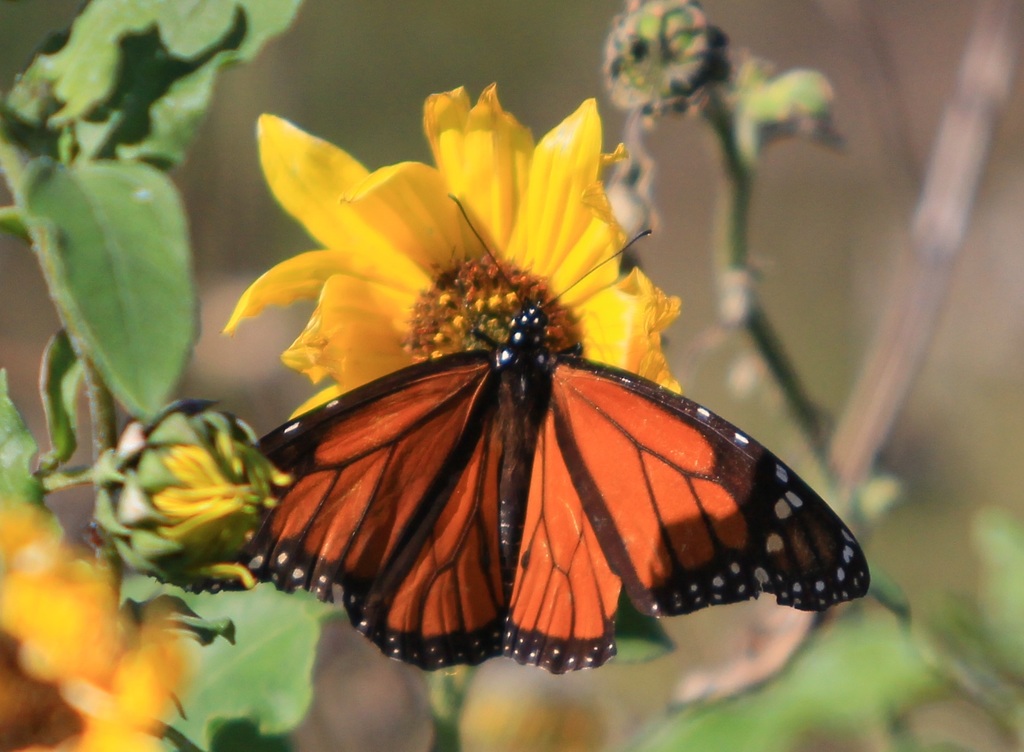 Monarch from Aransas County, TX, USA on December 15, 2018 at 01:54 PM ...