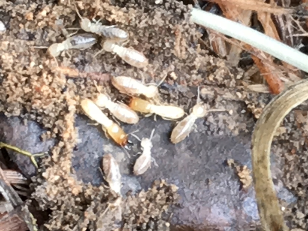 Western Subterranean Termite from San Francisco State Fish and Game ...