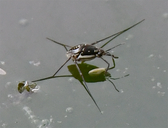 Trepobates subnitidus from Cook County, IL, USA on June 27, 2023 at 06: ...