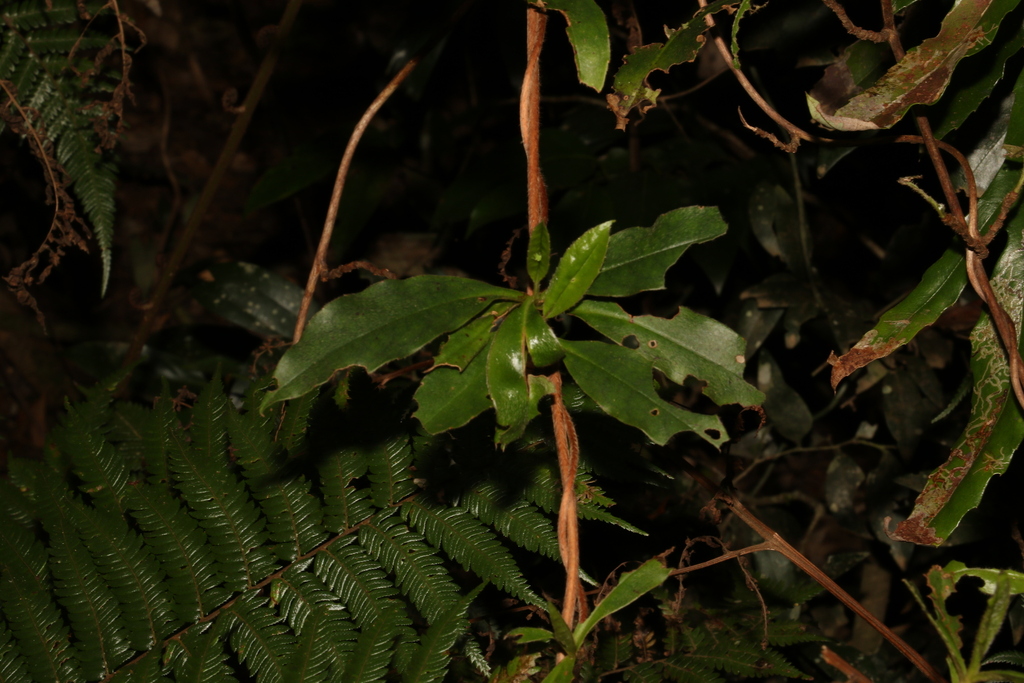 Climbing Guinea flower from Border Ranges NSW 2474, Australia on June 28, 2023 at 12:02 PM by ...
