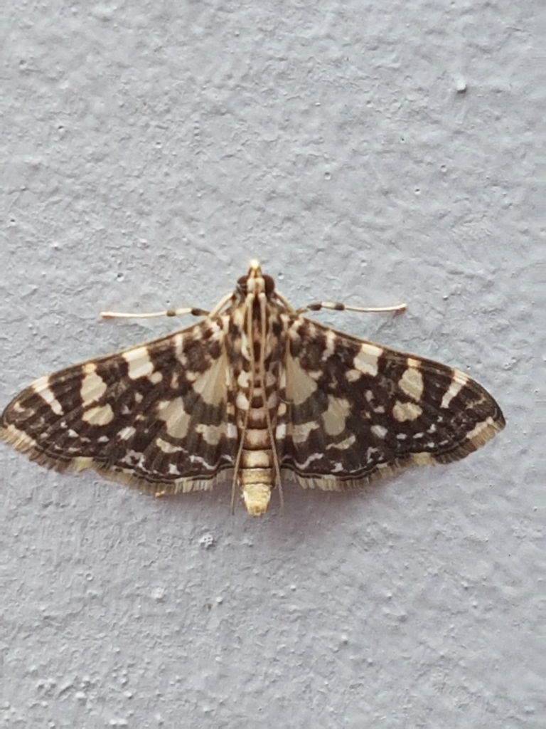 Swan plant flower moth from 14 Mountbatten Ave, Hillcrest, Auckland ...
