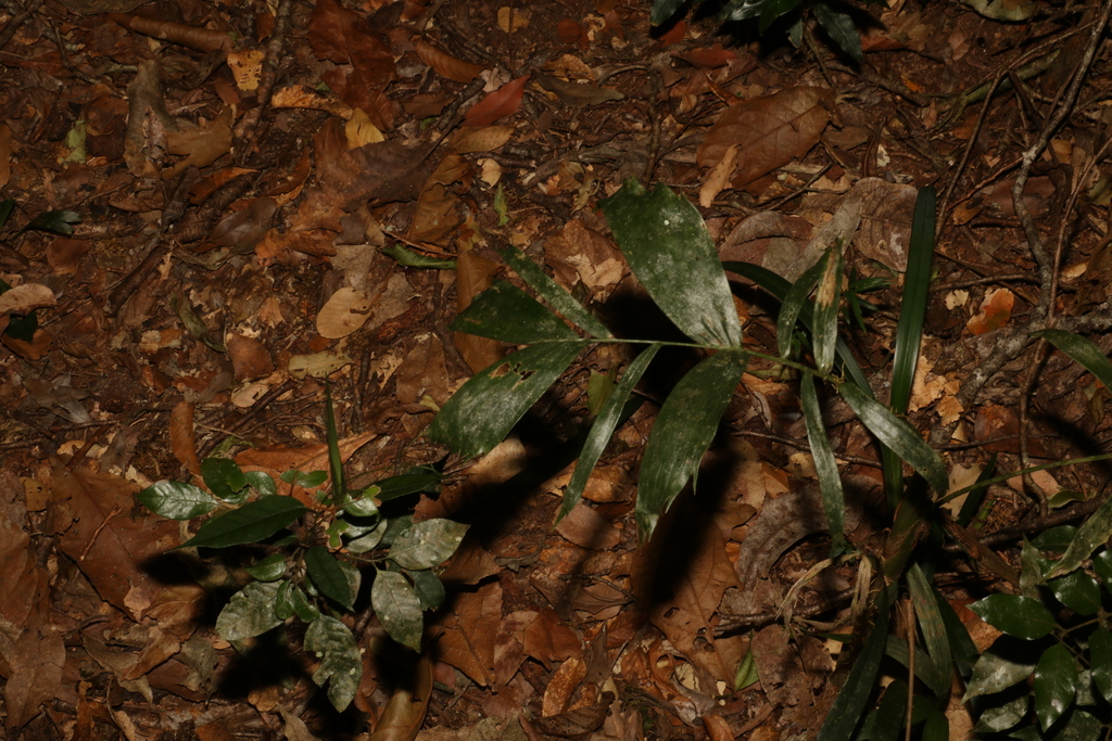 Walking stick palm from Border Ranges NSW 2474, Australia on June 28, 2023 at 01:34 PM by Greg ...