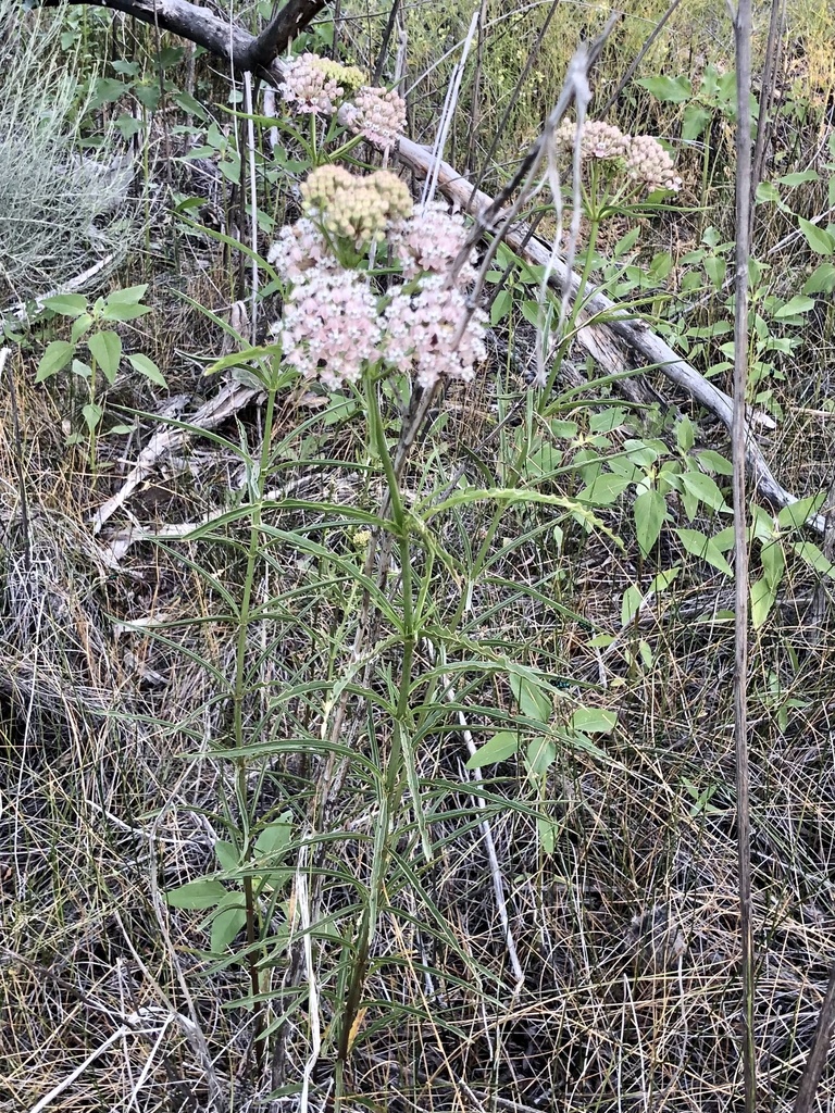 narrowleaf milkweed from Sequoia National Forest, Wofford Heights, CA ...