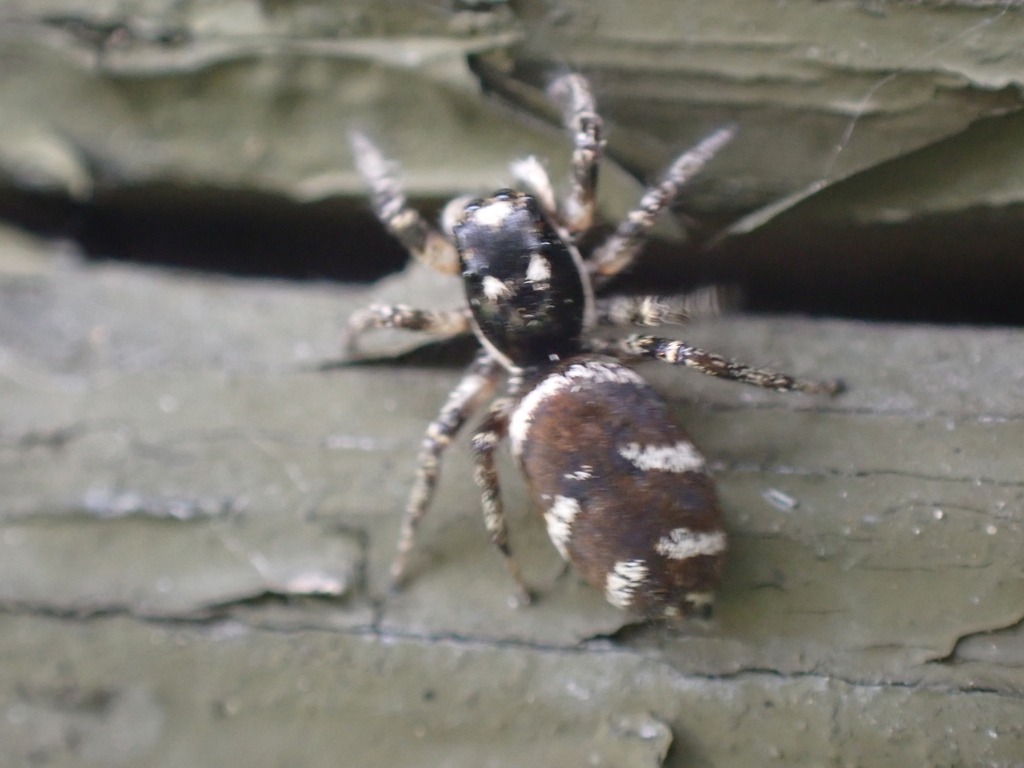 Zebra Spiders in June 2023 by Nicolás Tamargo · iNaturalist