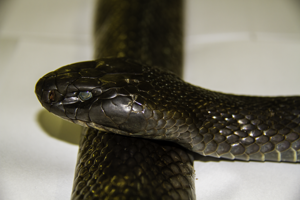 Papuan Black Snake (Pseudechis papuanus) - Snakes and Lizards