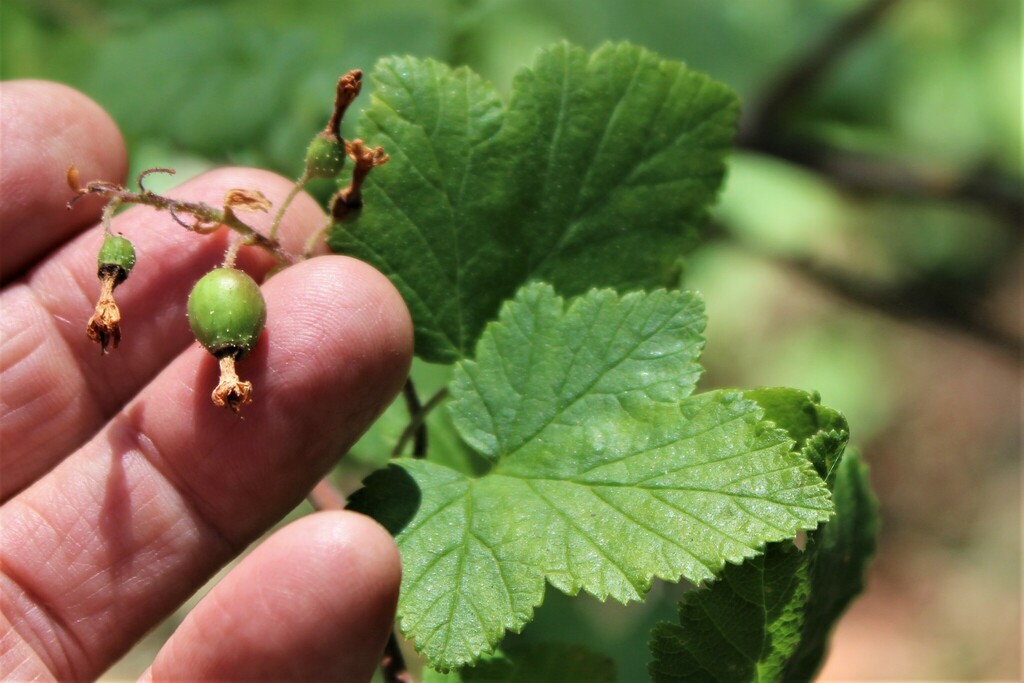 Red-flowering Currant from Rift Zone Trail, California, USA on June 26 ...