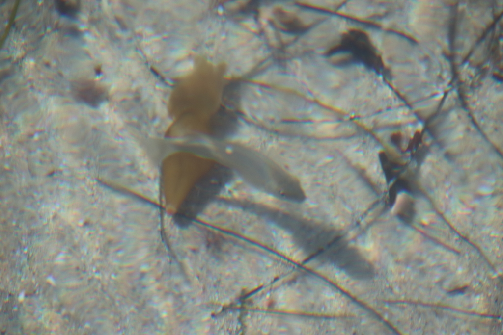 Opaleye from Village of La Jolla, San Diego, CA 92037, USA on December ...