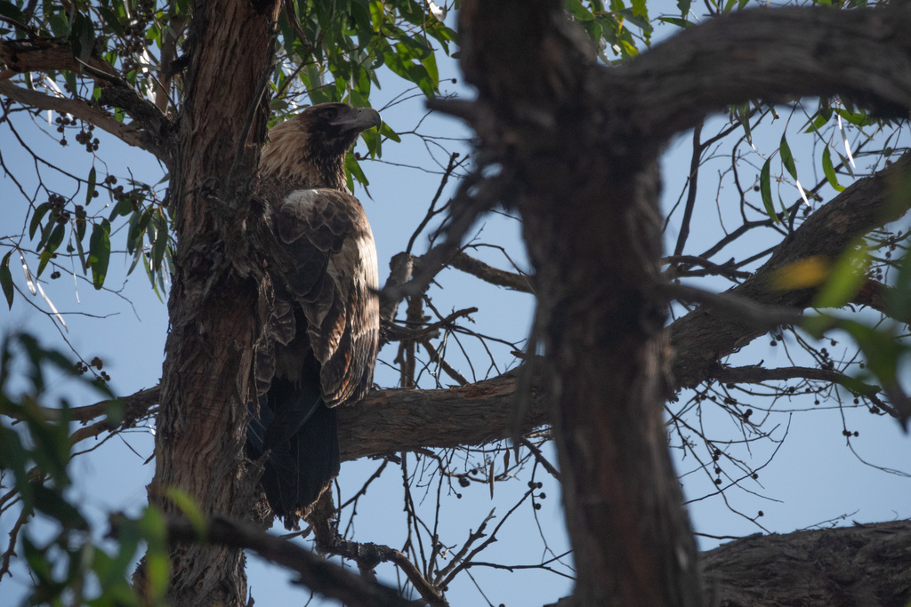 Wedge-tailed Eagle from Douglas VIC 3409, Australia on May 6, 2023 at ...