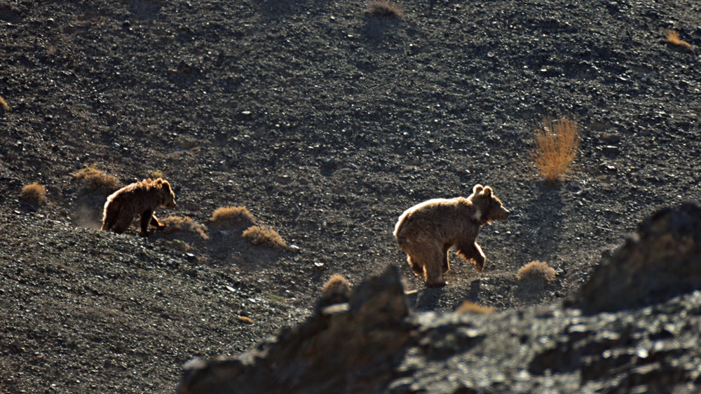 Gobi Brown Bear in April 2017 by Royle Safaris. Photographer Chris ...