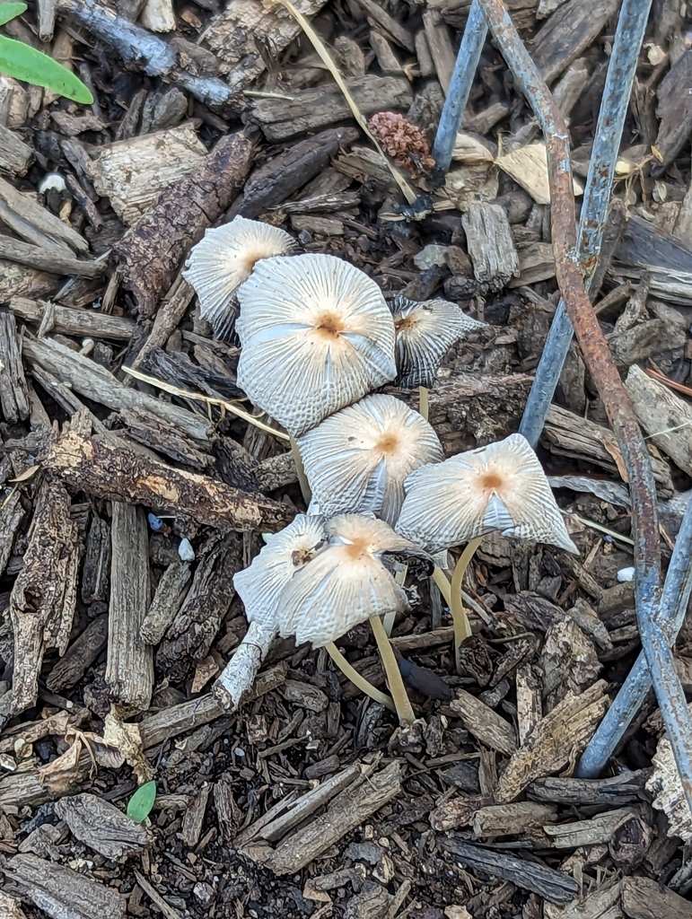 pleated inkcap from Seaford, DE 19973, USA on June 28, 2023 at 09:13 AM ...