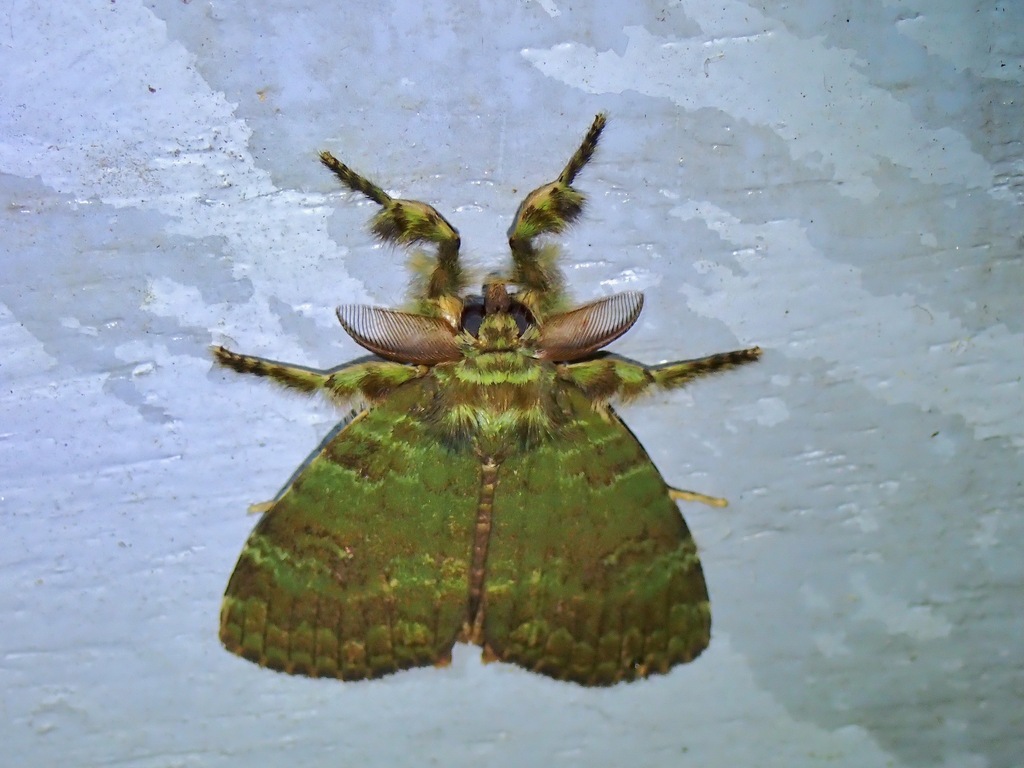 Ilema from Pahang #1, Malaysia on April 15, 2023 at 01:05 AM by Albert ...