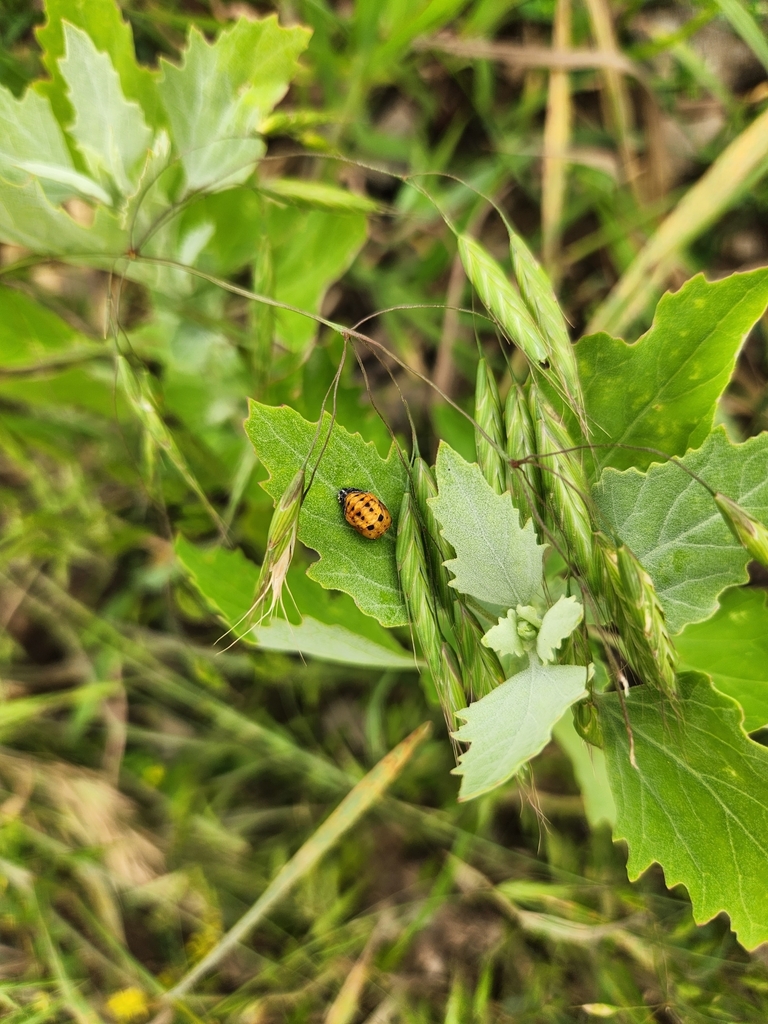 Thirteen-spotted Lady Beetle from Menomonee Falls on June 27, 2023 at ...