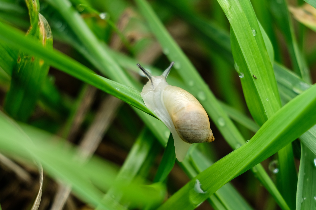 Succinea lauta from Kondo, Niseko, Abuta District, Hokkaido 048-1542, Japan on September 8, 2018 ...