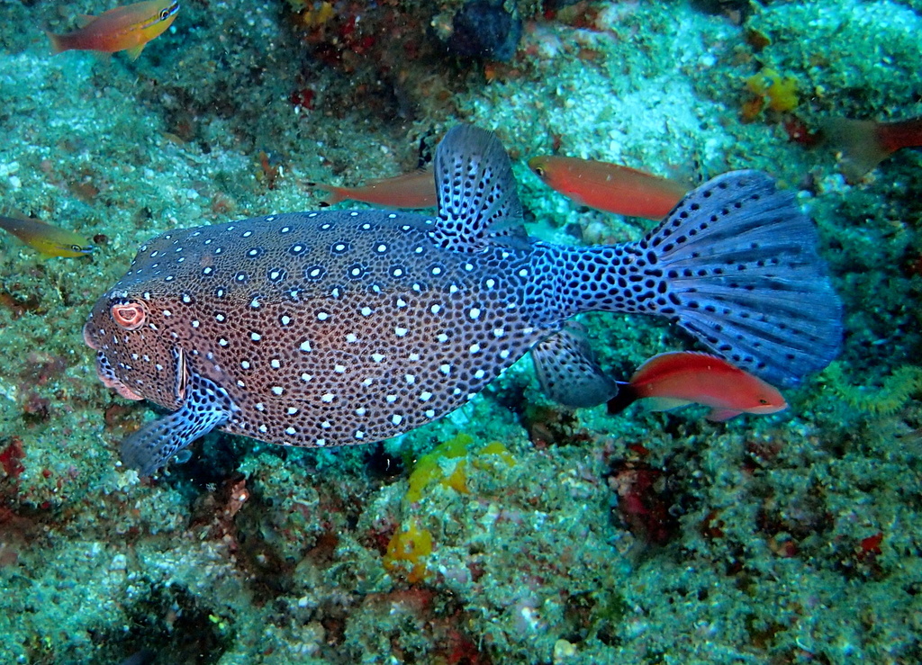 Yellow Boxfish (Ostracion cubicum) - Marine Life Identification