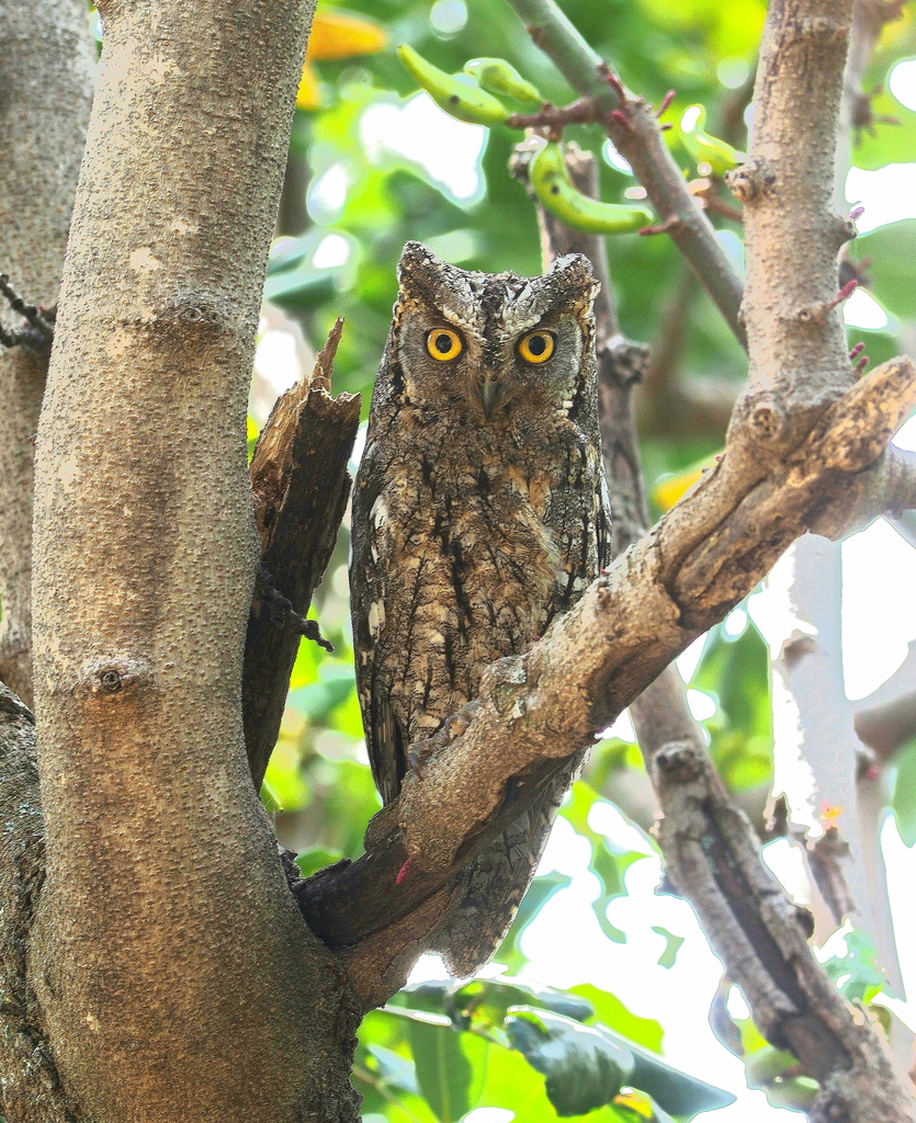 Eurasian Scops-Owl from North Aegean Region, Greece on June 18, 2023 at ...