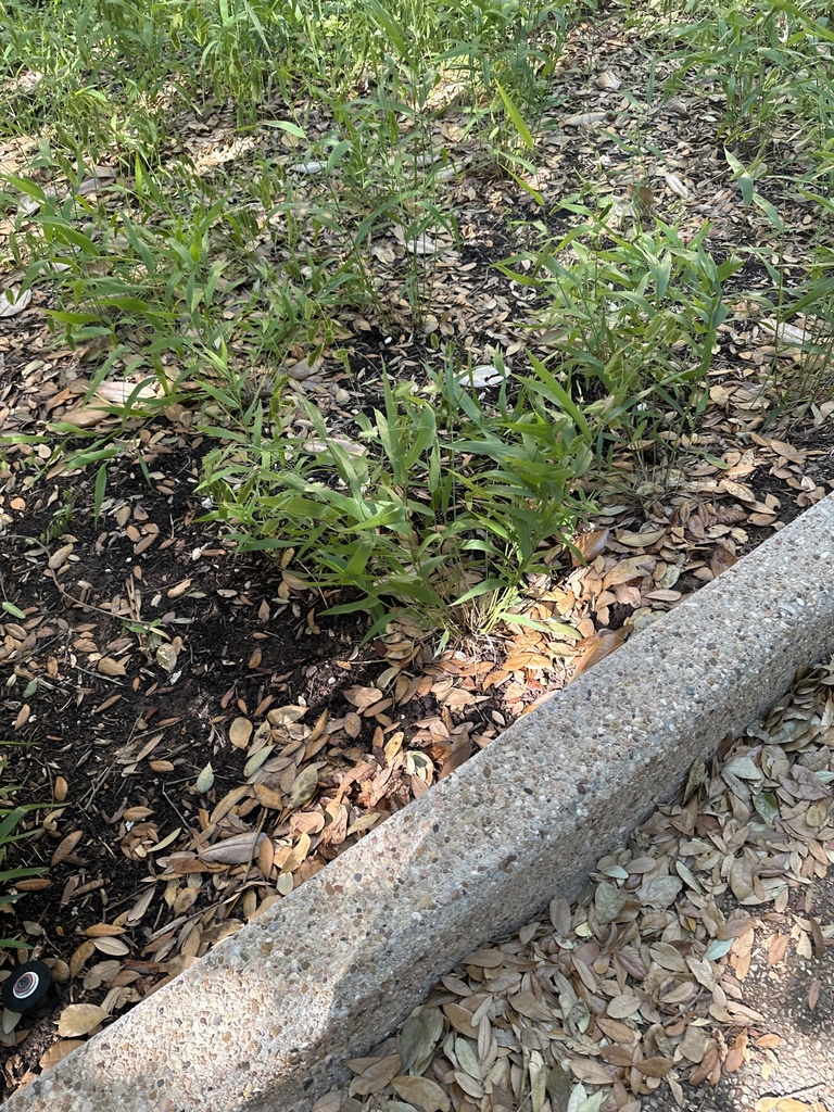 flowering plants from The University of Texas at Austin, Austin, TX, US ...