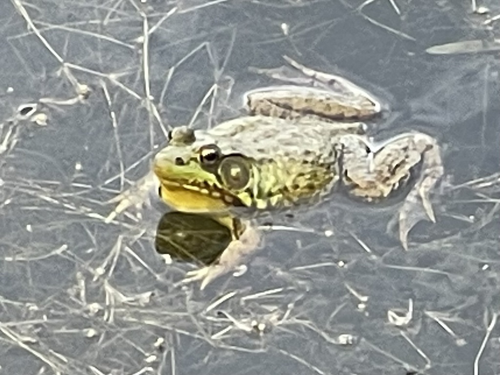 American Water Frogs from Cape Breton Island, Inverness, NS, CA on June ...