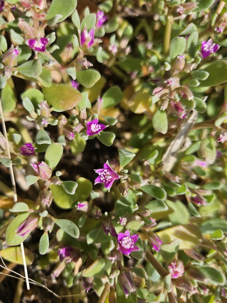 Western Seapurslane from Caddoa, CO 81044, USA on June 5, 2023 at 11:20 ...