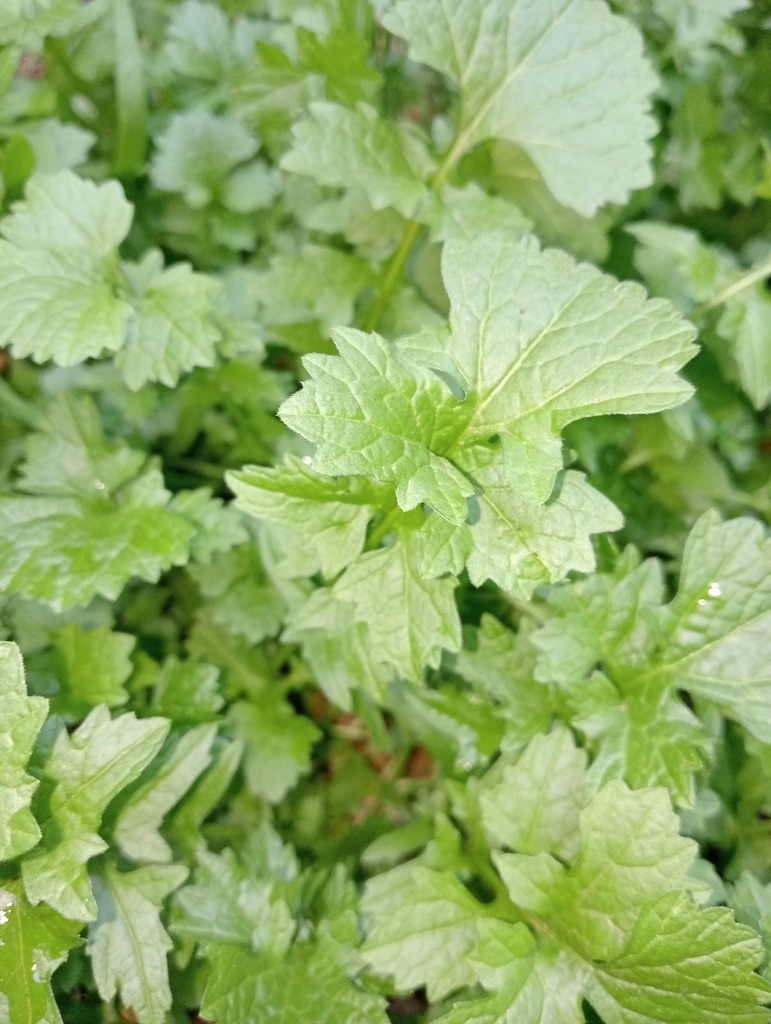 Hedge mustard from Orchards, Johannesburg, 2192, South Africa on June ...