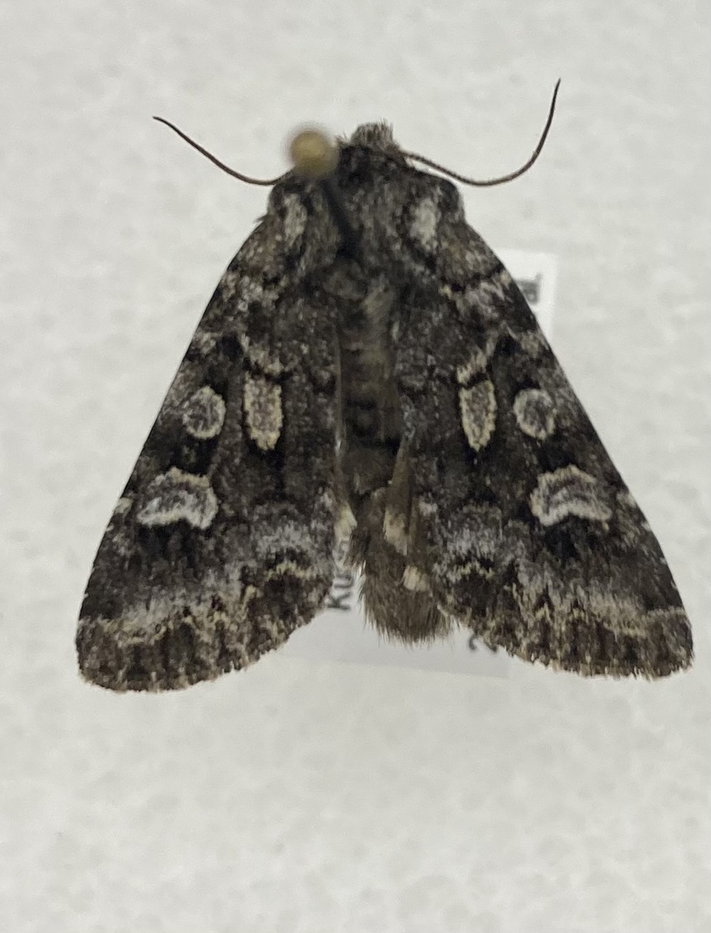 Glaucous Shears Moth from Rivière-Koksoak, QC, CA on July 26, 2018 at ...